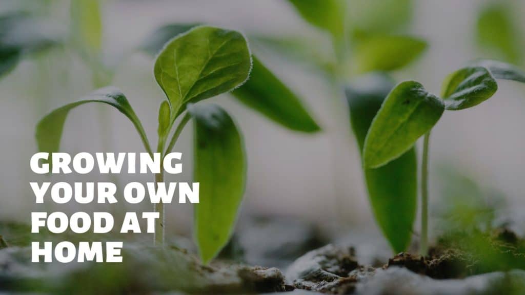 How to start growing your own food - THE HOMESTUD